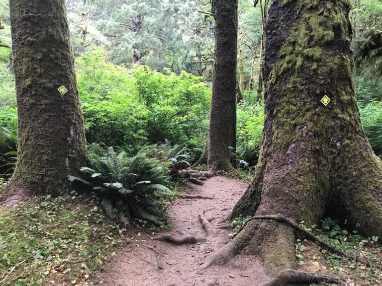 Oregon Coast Hikes: Cascade Head - Author Paul Gerald